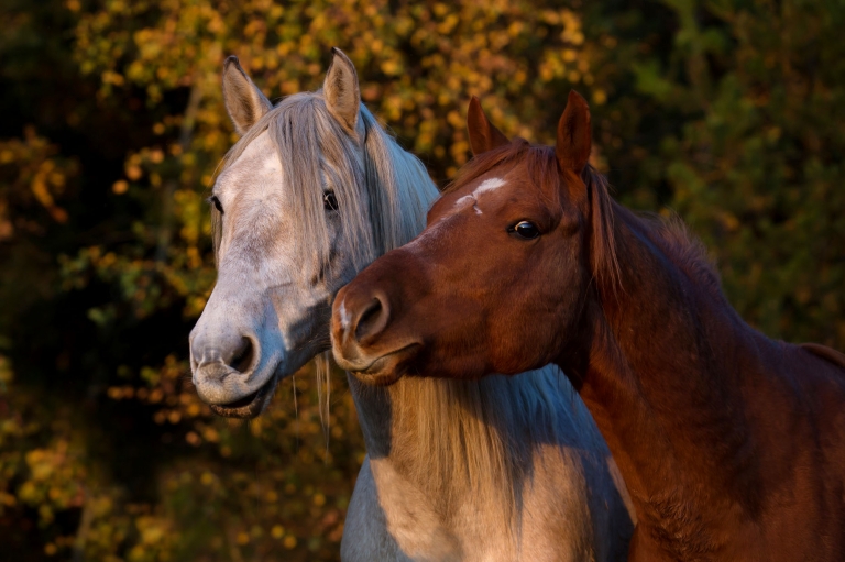 Pferdefotos | Abenteuer & Freiheit » Fotografie Schlaupitz